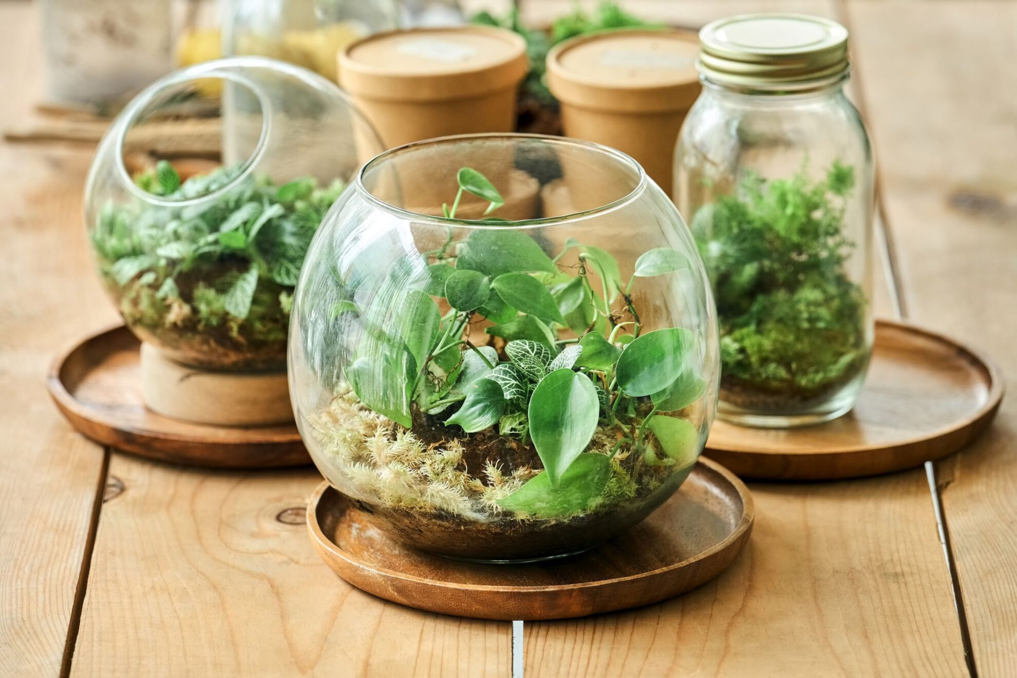 Zen & Tonic: A Sip & Make Terrarium Workshop - Junior Center of Art and ...
